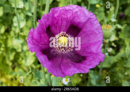 Wilsdruff, Germany. 07th June, 2023. In a field near the Saxon town of ...