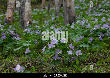 Flowers of Shirane-aoi (Japanese white mallow Stock Photo - Alamy