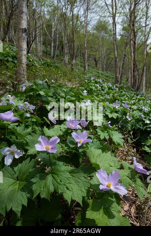 Flowers of Shirane-aoi (Japanese white mallow Stock Photo - Alamy