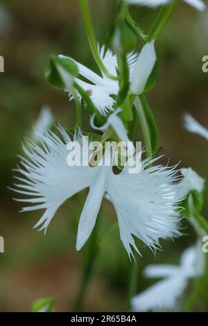 Habenaria radiata flowers Stock Photo - Alamy