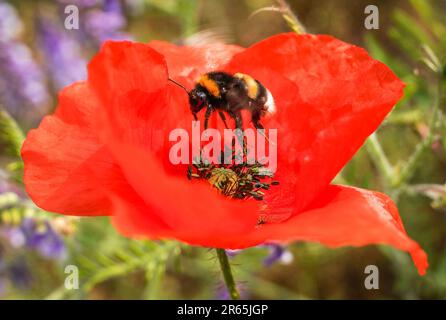 A bumblebee approaches poppy flowers on a field in Frankfurt, Germany ...
