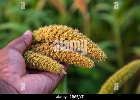Hand-holding millet spike in the agriculture harvest field Stock Photo ...