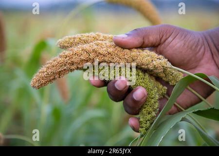 Hand-holding millet spike in the agriculture harvest field Stock Photo ...