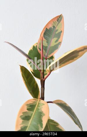 Ficus elastica ruby (rubber tree), isolated on white background. Pink ...