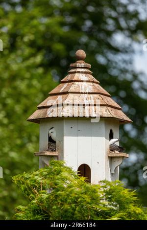 White Dove in Dovecot Stock Photo - Alamy
