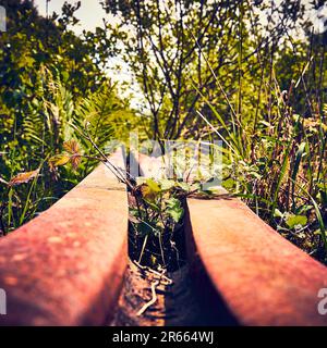 Nature takes back control. Tiny thorn bush growing between rail points ...