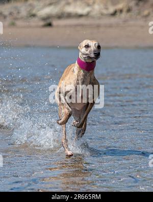 whippet running on the beach in shallow water Stock Photo - Alamy