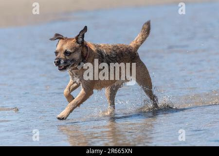Border Terrier Dog Running Stock Photo - Alamy