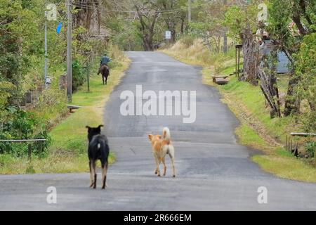 Pretty Dogs walking on Road Rural in Costa Rica Stock Photo - Alamy
