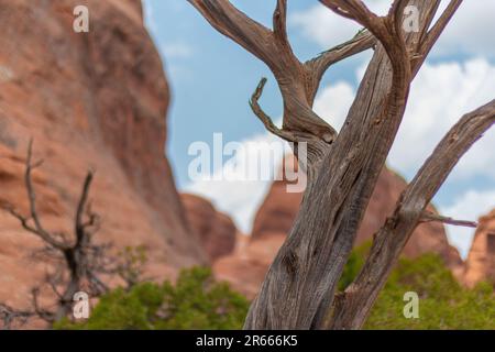 Desert flora, sticks, bushes, and shrubs, in Moab Utah, inside Arches ...