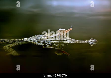 THESE STUNNING photos reveal a dangerous taxi ride as frogs and snails ...