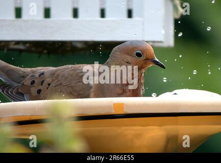 Mourning Dove takes a bath Stock Photo - Alamy