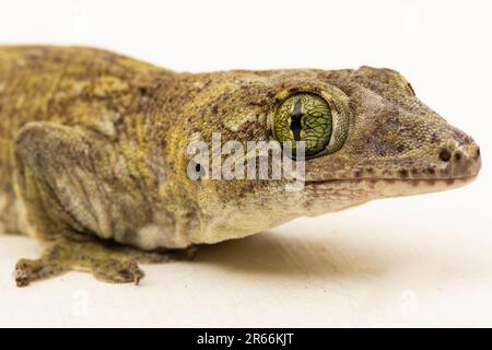The Halmahera Giant Gecko (Gehyra marginata) Ternate dtella isolated on ...