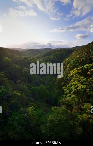 Dawn of the Yanbaru forest Stock Photo - Alamy