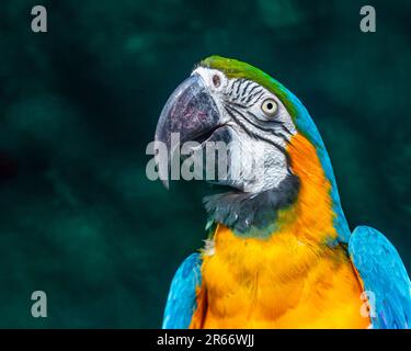 A closeup shot of a turquoise parrot perched on a tree branch Stock ...