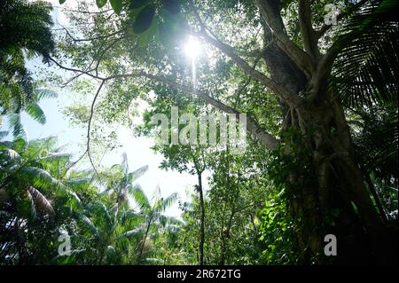 Belem, Brazil. 07th June, 2023. The sun shines through the rainforest ...
