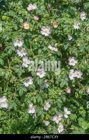 Wide shot flowering Dog Rose / Rosa canina agg. growing in Cornish ...