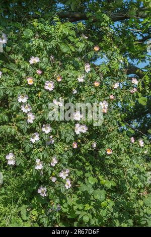 Wide shot flowering Dog Rose / Rosa canina agg. growing in Cornish ...