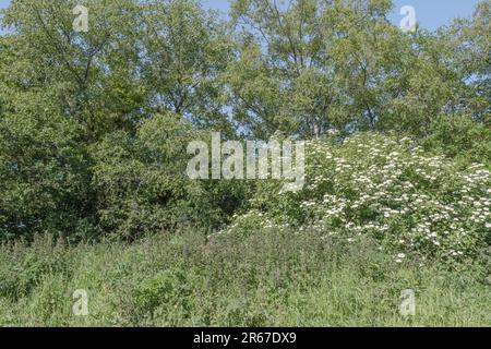 Kalina flowers. Viburnum opulus In Russia the Viburnum fruit is called ...