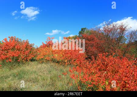 Mt. Wakakusa in autumn Stock Photo - Alamy