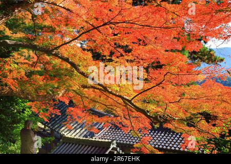 Leaves long Valley Temple Stock Photo - Alamy