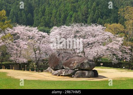 Ishibutai Kofun Tomb and cherry blossoms Stock Photo - Alamy
