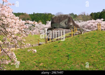 Ishibutai Kofun Tomb and cherry blossoms Stock Photo - Alamy