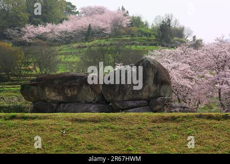 Ishibutai Kofun Tomb and cherry blossoms Stock Photo - Alamy
