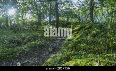 A dense forest in Killarney National Park, Ireland, with a fallen tree ...