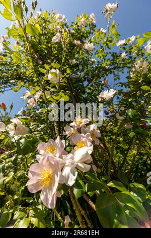 Glowing pale scented roses (Rosa) in the Parc floral de Paris, France ...