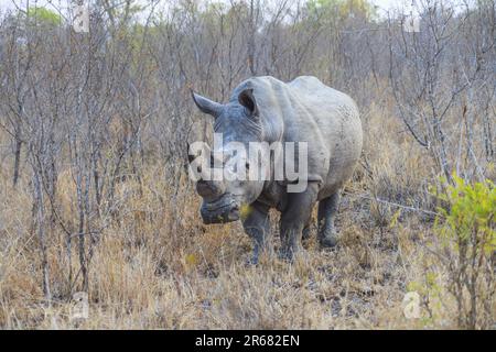 african rhinoceros in the steppe Stock Photo - Alamy