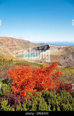 Autumn leaves of Gogama in Zao Stock Photo - Alamy