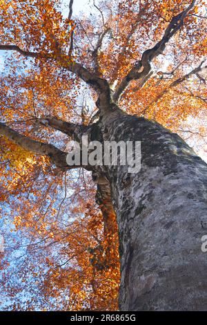 Buna tree, Aomori Stock Photo - Alamy