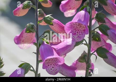 the beautiful but toxic pink digitalis plant Stock Photo - Alamy