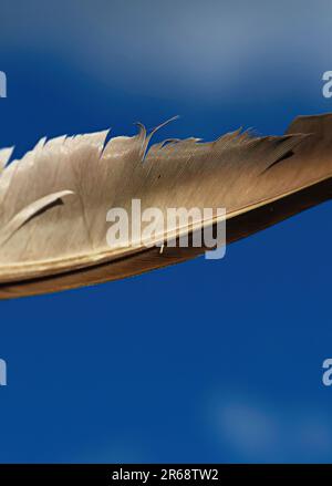 Fine details of feathers shot macro, textures and fine details showing ...