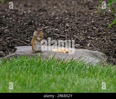 Chipmunk making funny faces while eating Stock Photo - Alamy