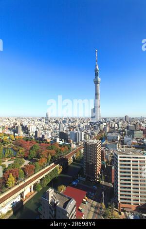 Sumida Park and Tokyo Sky Tree Stock Photo - Alamy