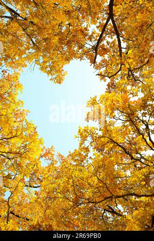 Sky visible through heart shaped gap formed of autumn trees crowns ...