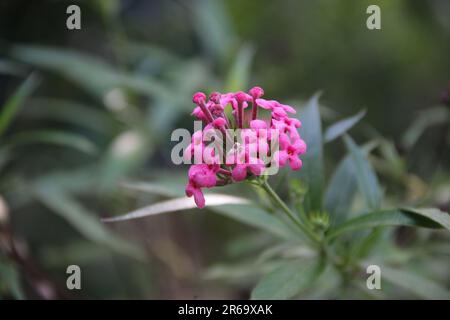 Panama Rose ,Arachnothryx leucophylla or RUBIACEAE or pink flower and ...
