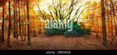 France, Brittany, Brocéliande Forest, Ponthus beech Stock Photo - Alamy
