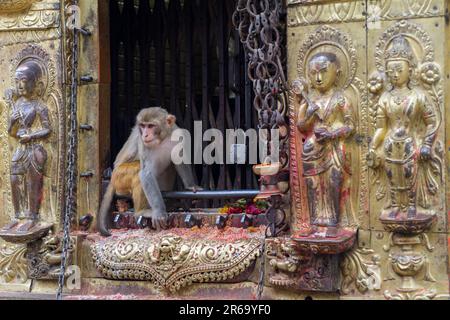 A monkey on an ornate temple structure with intricate designs and ...