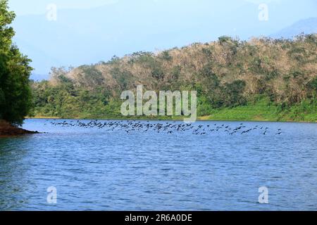 the lake in front of the at peruvannamuzhi (peruvannamoozhi) dam ...