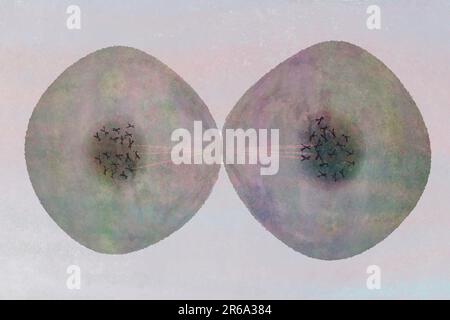 Cell division Cells often divide in living things, illustration ...