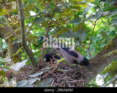 Hooded crow (Corvus cornix) Berlin, Germany November Stock Photo - Alamy