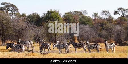 Zebras migration - Makgadikgadi Pans National Park - Botswana Stock ...