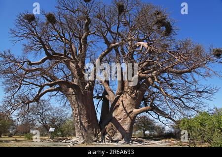 Chapman's Baobab, one of the largest Stock Photo - Alamy