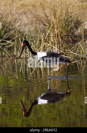 Saddle-billed Stork, Moremi Game Reserve, Botswana Stock Photo - Alamy