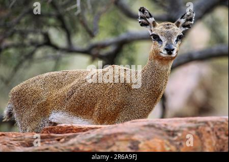 Klippspringer, Mapungubwe-Nationalpark, S Stock Photo - Alamy