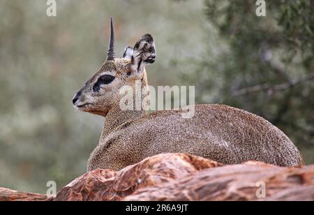 Klippspringer, Mapungubwe-Nationalpark, S Stock Photo - Alamy