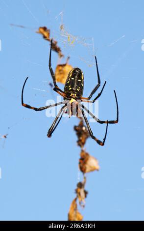 Radnetzspinne, Kruger Nationalpark, S Stock Photo - Alamy
